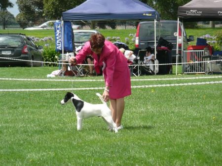 OPTIMO SMOOTH FOX TERRIERS