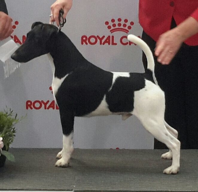 ECIRP- The Home of the Smooth Fox Terrier